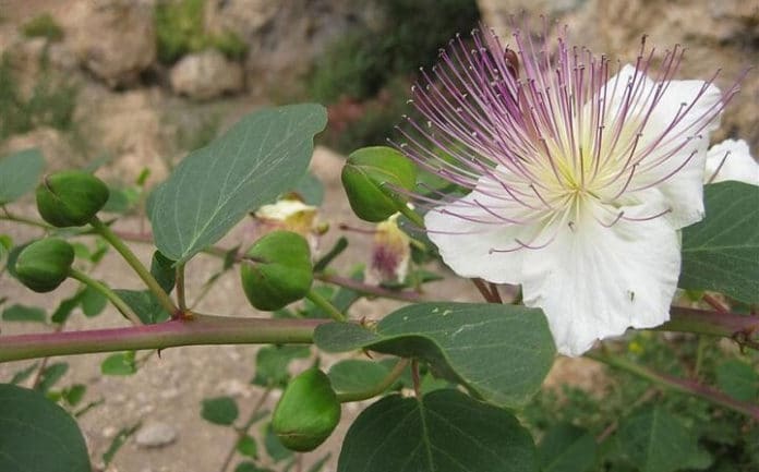 Alcaparras: Veja O Que É e Como Usar