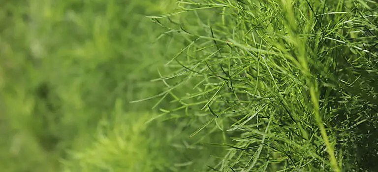 Para que serve o Endro?