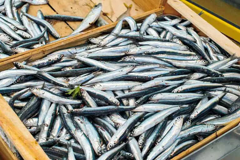 Qual é a diferença entre Aliche e Anchova?